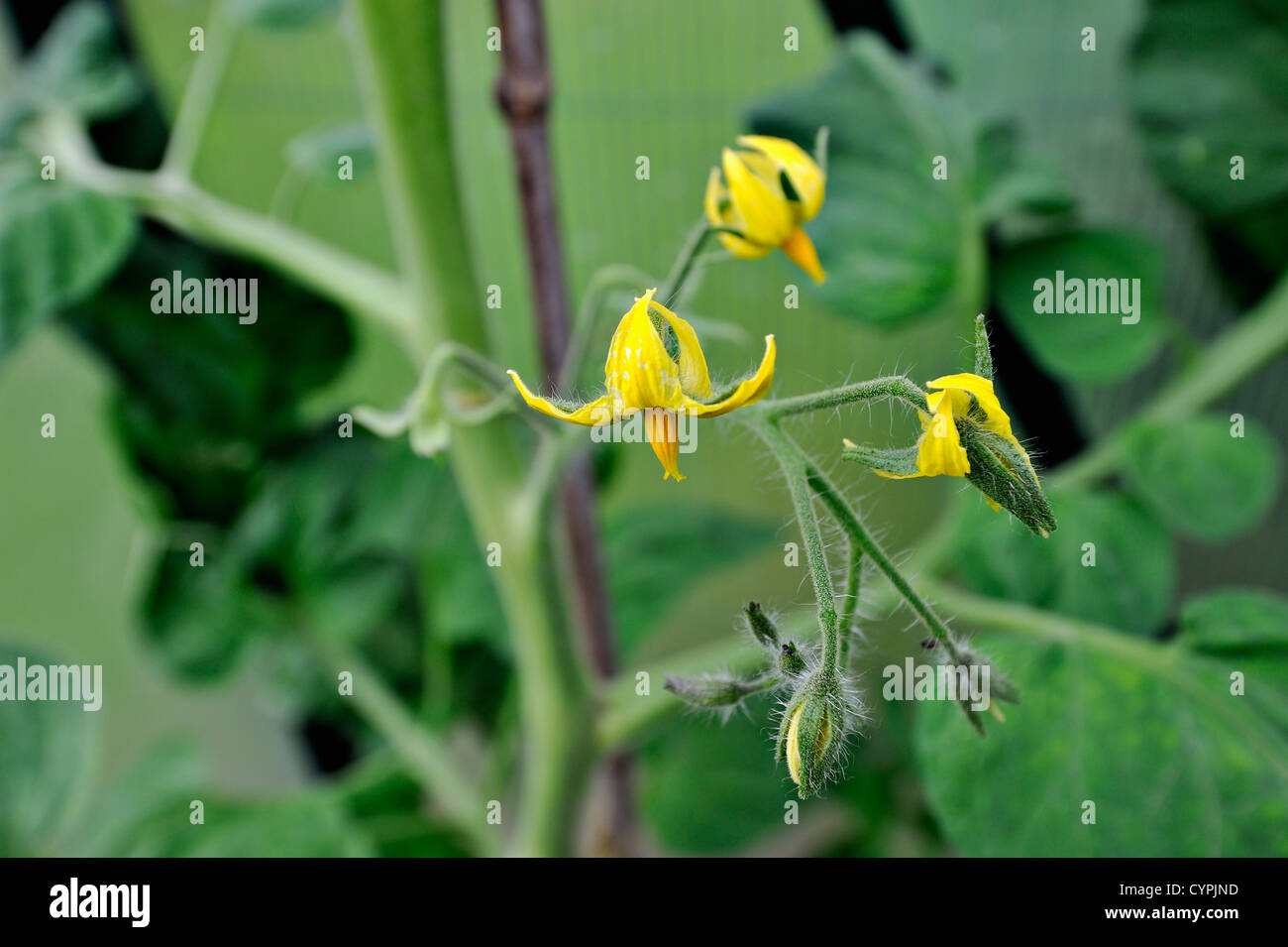 Tomato plant flower hi-res stock photography and images - Alamy