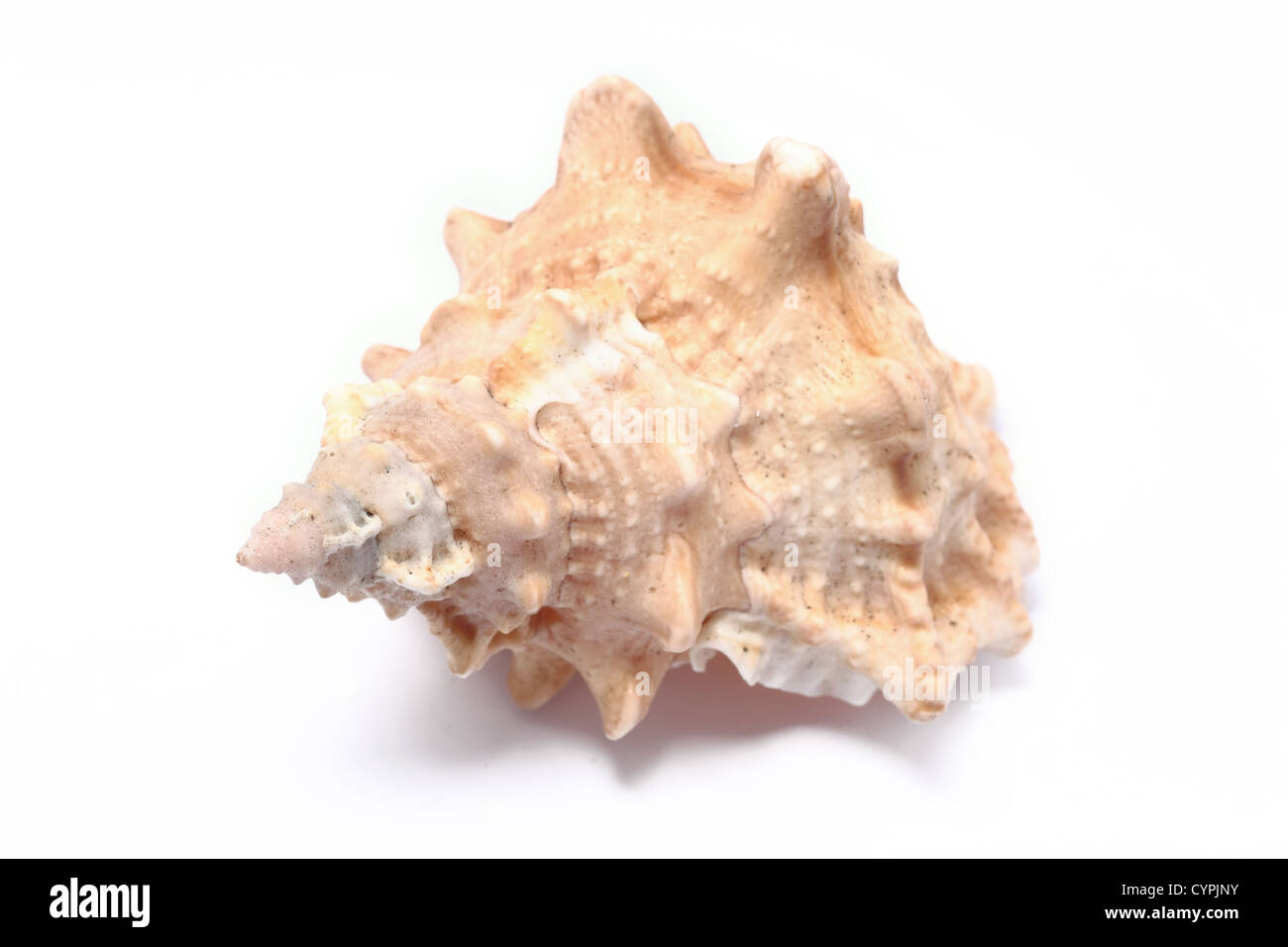 sea shell on white background Stock Photo - Alamy