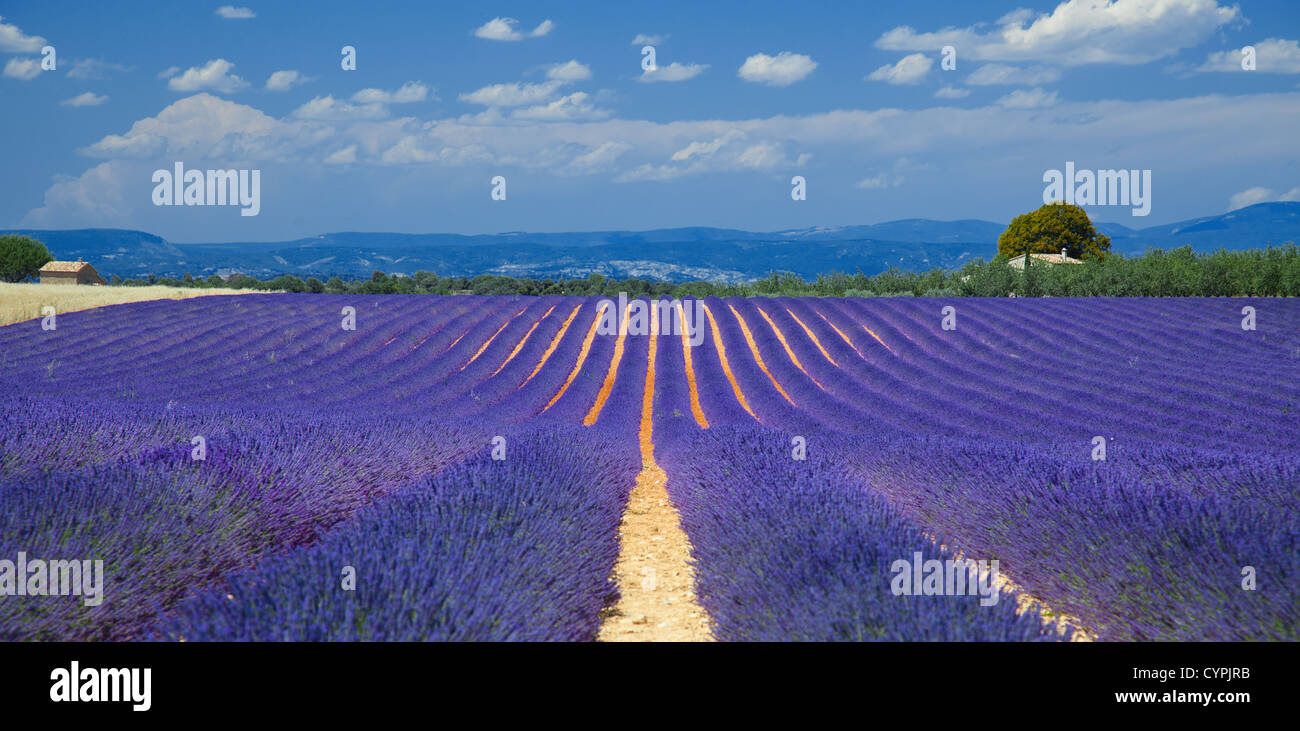 Lavender french lavender hi-res stock photography and images - Alamy