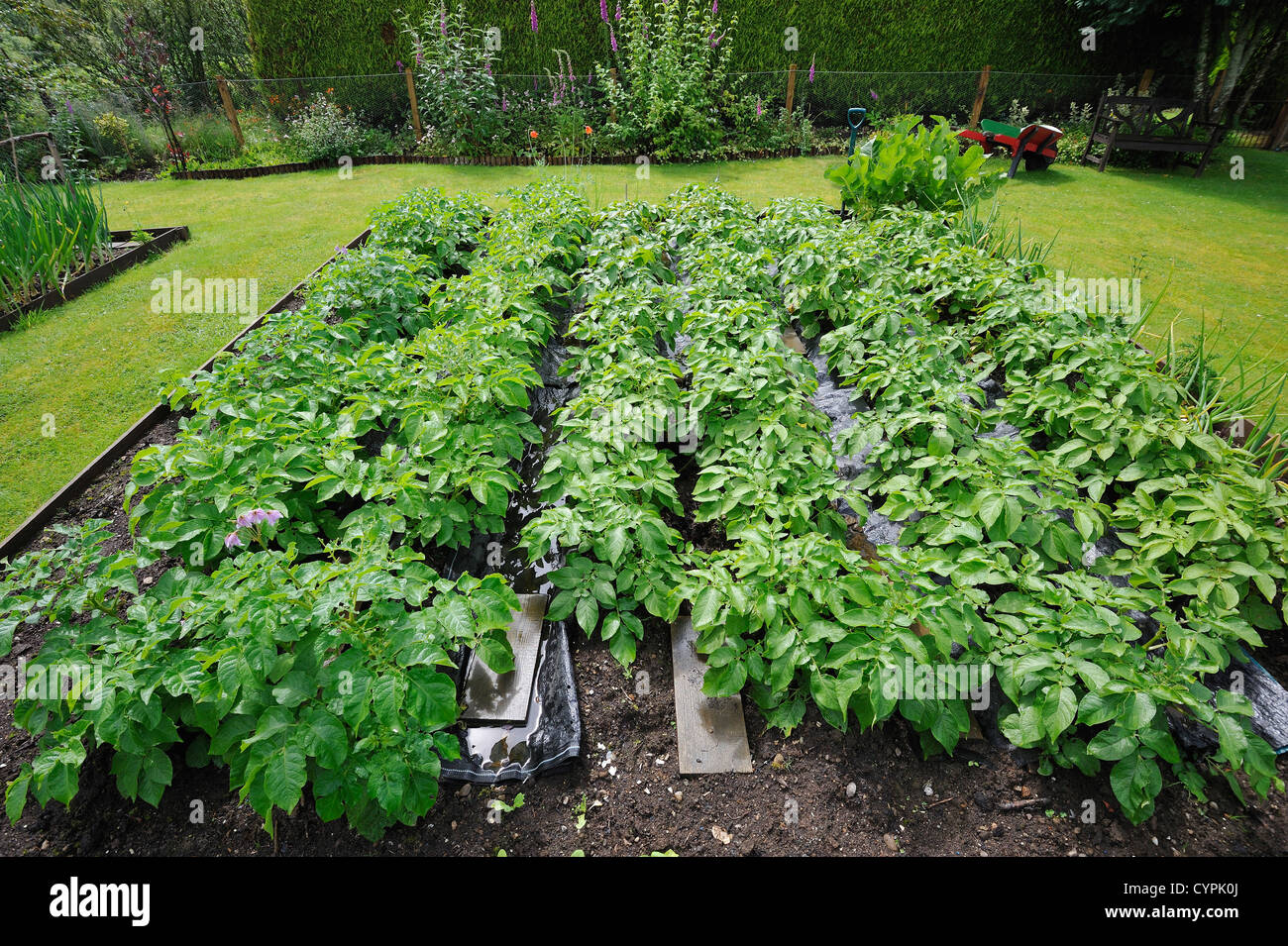 Potato patch hi-res stock photography and images - Alamy
