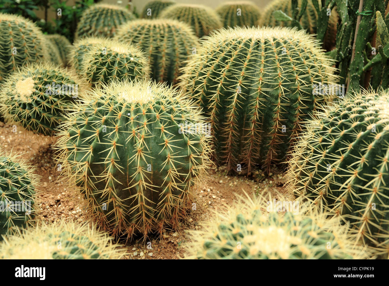 Cactaceae tree hi-res stock photography and images - Alamy