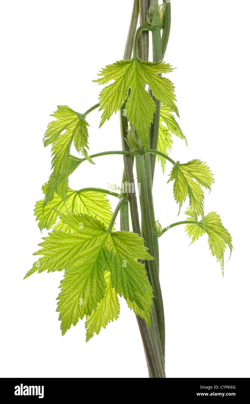Beautiful vine leaves in Cut Out Stock Images & Pictures - Alamy
