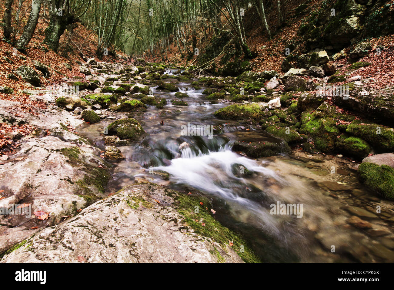 Beautiful small river in forest Stock Photo - Alamy