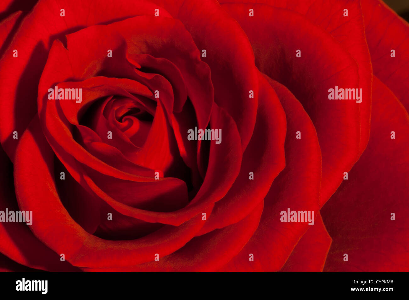 Red, red rose Stock Photo - Alamy