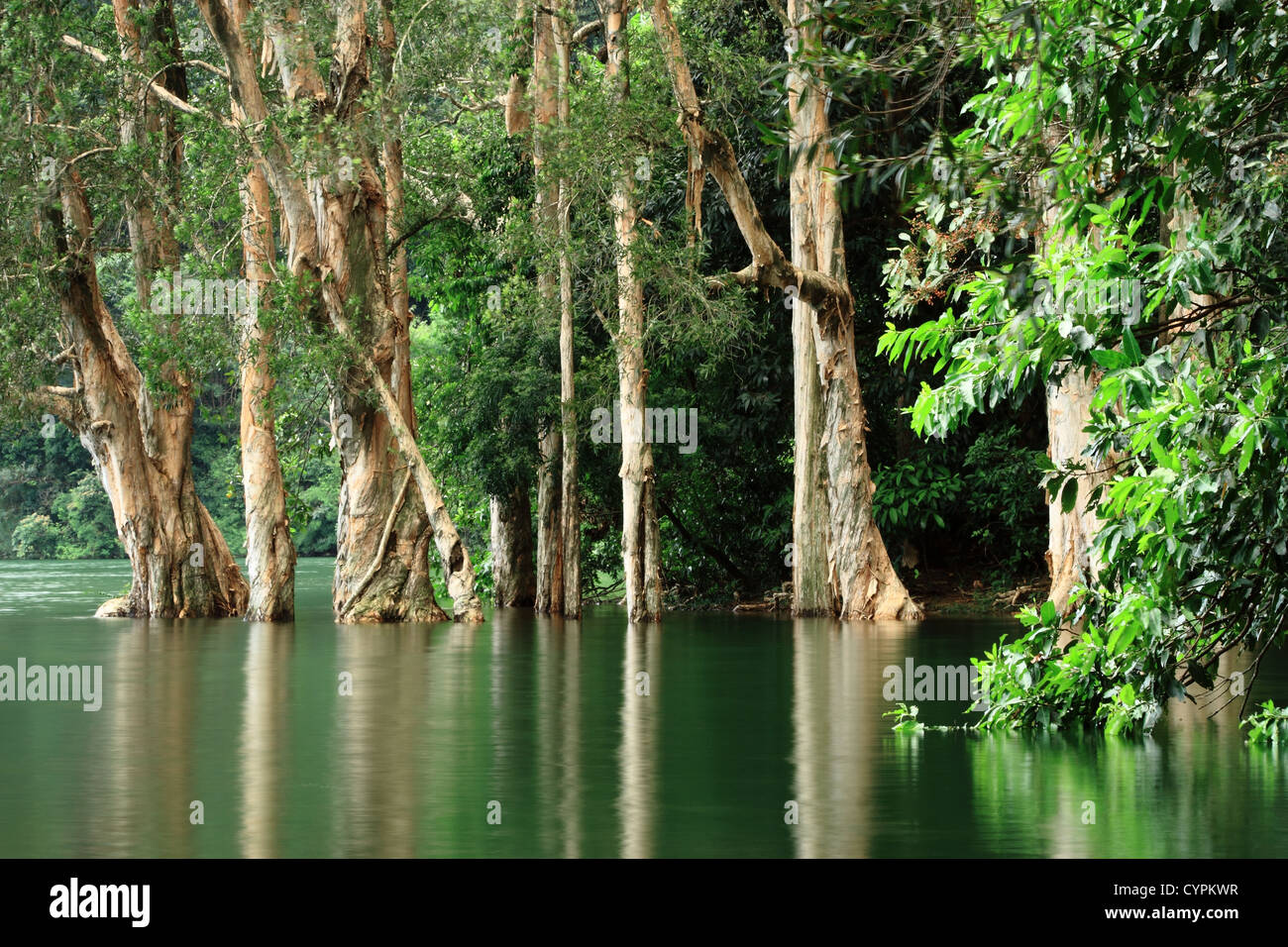 Beautiful scene tree reflecting hi-res stock photography and images - Alamy