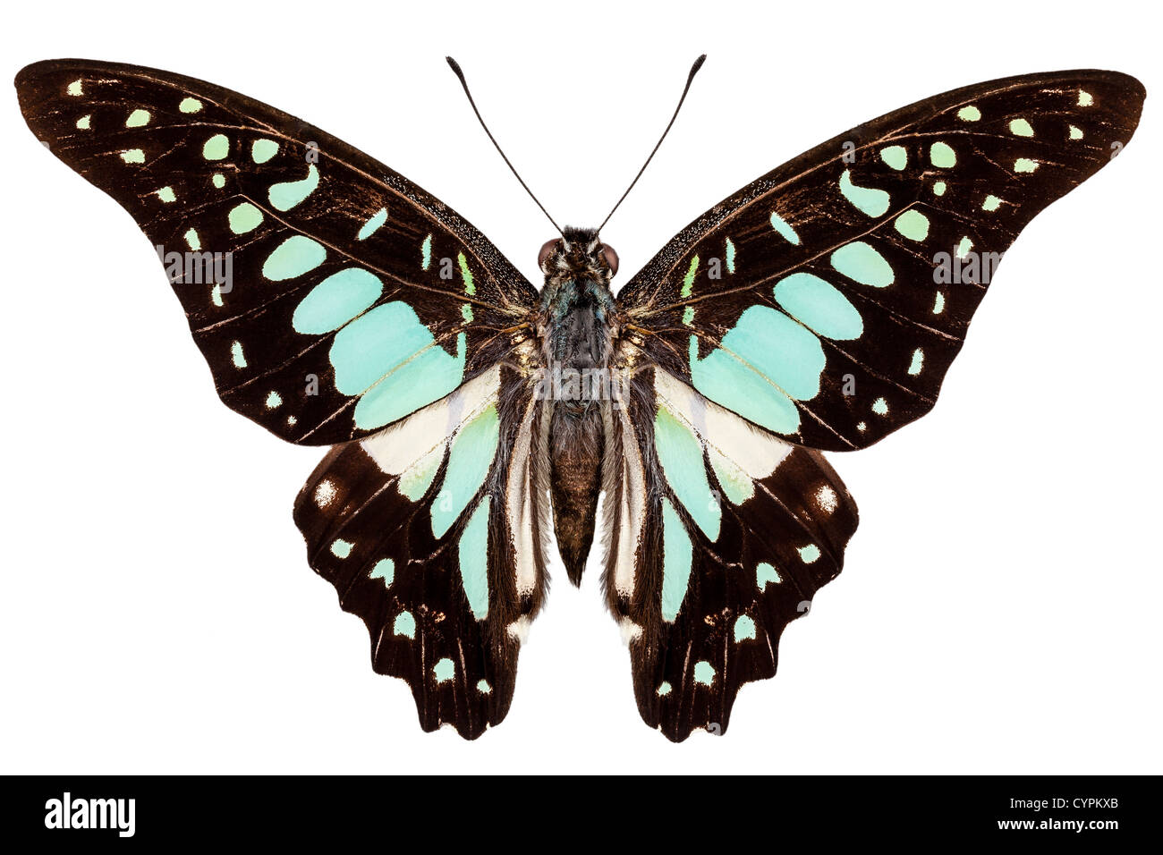 butterfly species Graphium bathycles isolated on white background Stock ...