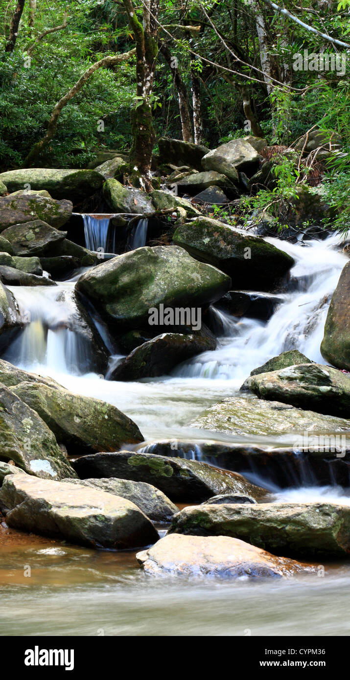 water spring in forest Stock Photo - Alamy