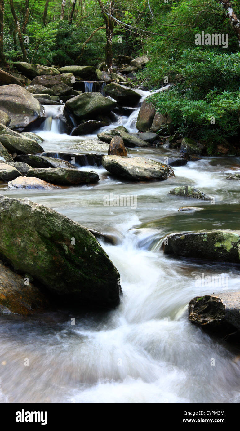 water spring in forest Stock Photo - Alamy