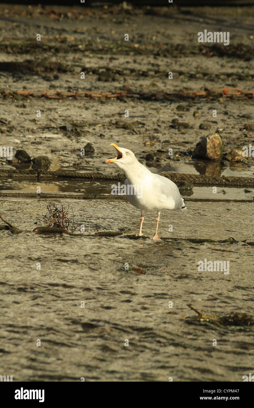 Squawk hi-res stock photography and images - Alamy