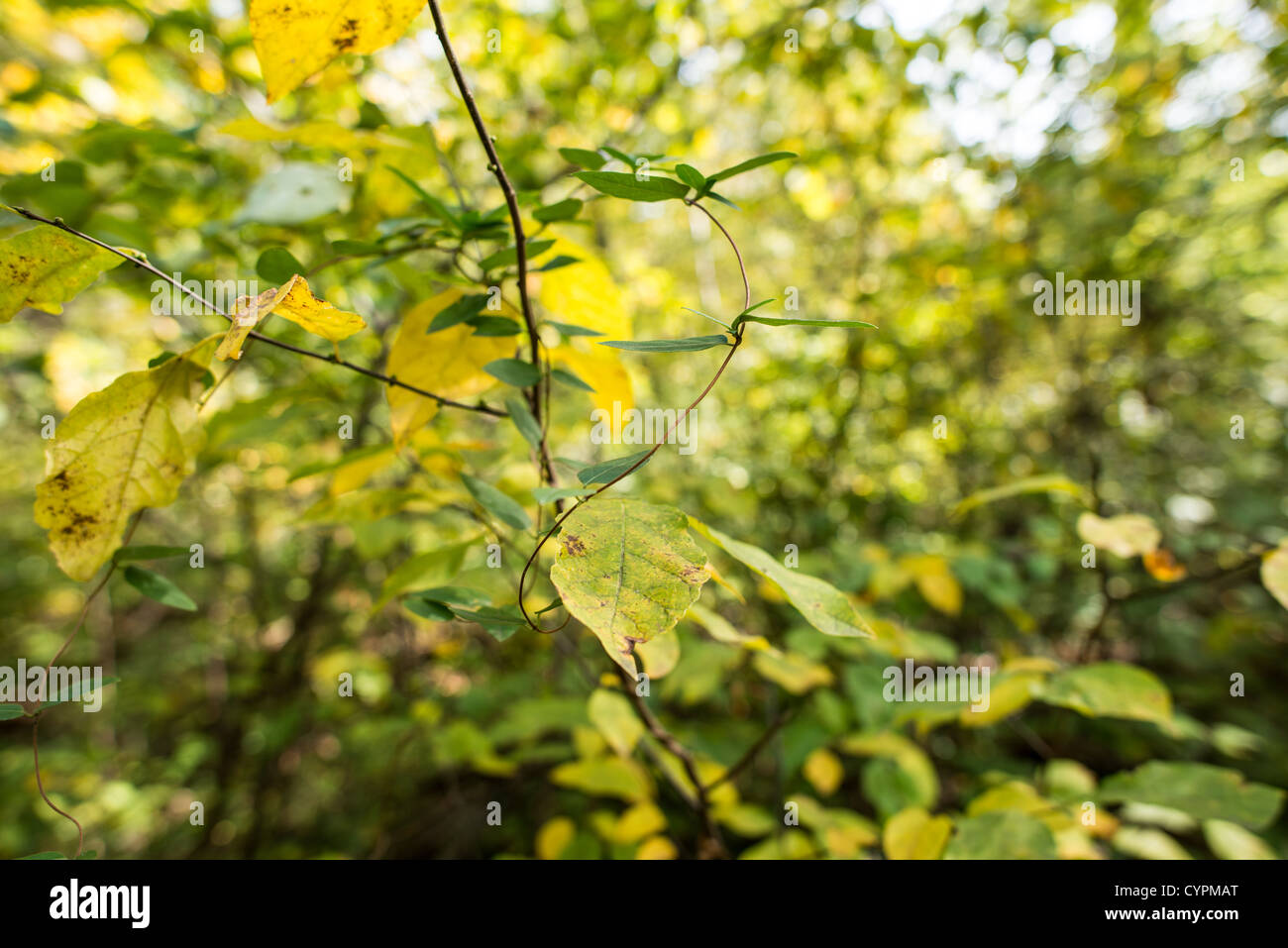 Fall trees on Theodore Roosevelt Island in Arlington, VA Stock Photo ...
