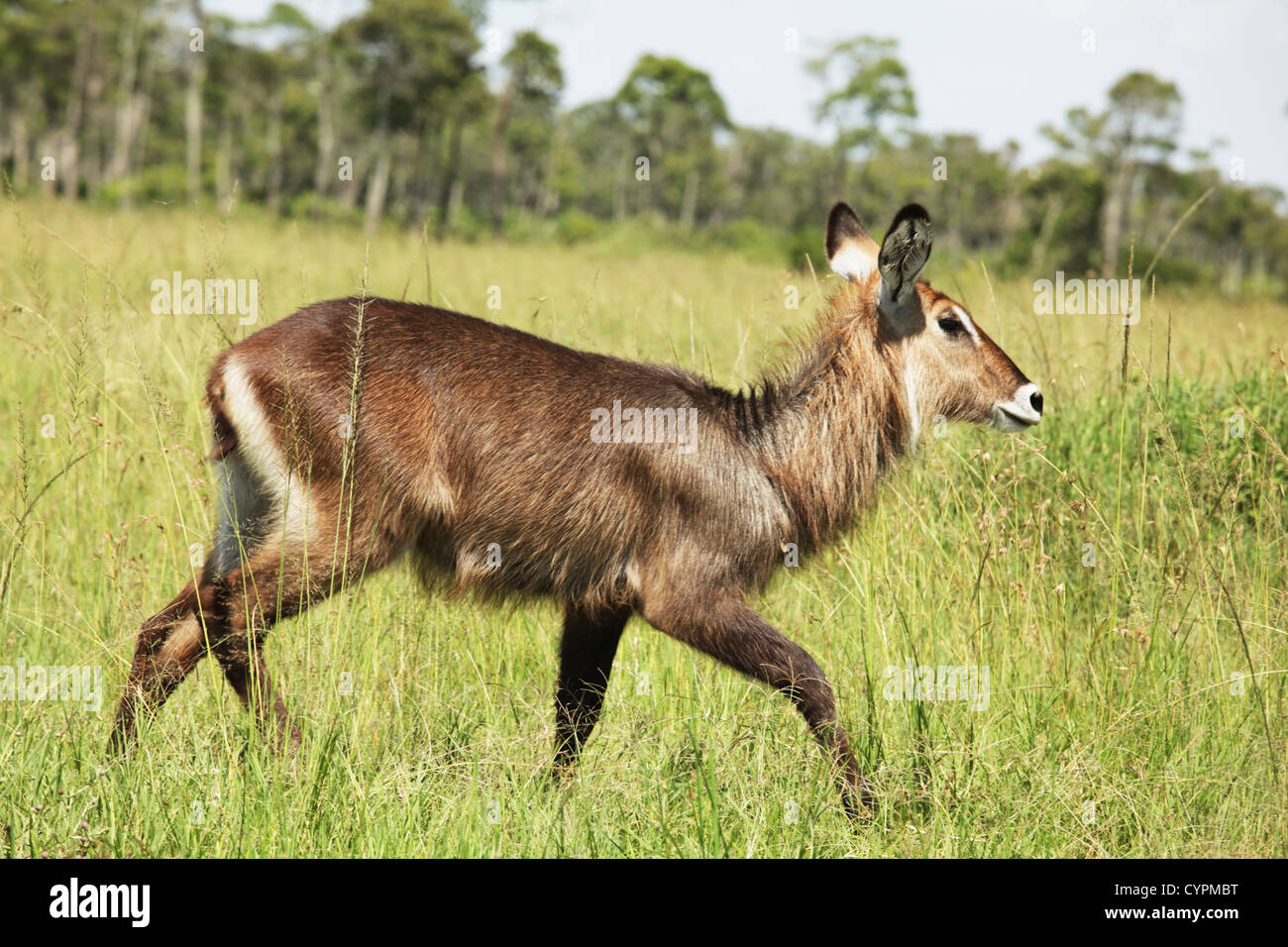 Doe waterbuck africa hi-res stock photography and images - Alamy