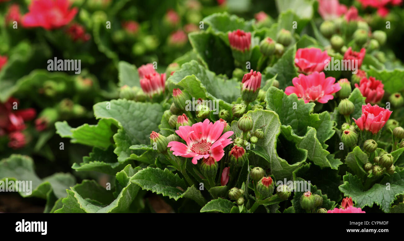 Cineraria flower hi-res stock photography and images - Alamy