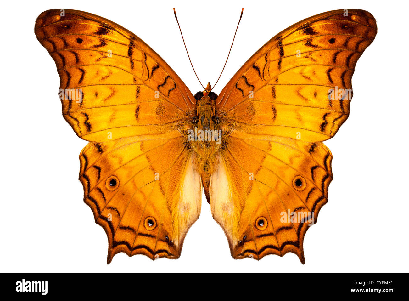 butterfly species Vindula dejone austrosundana isolated on white background Stock Photo - Alamy