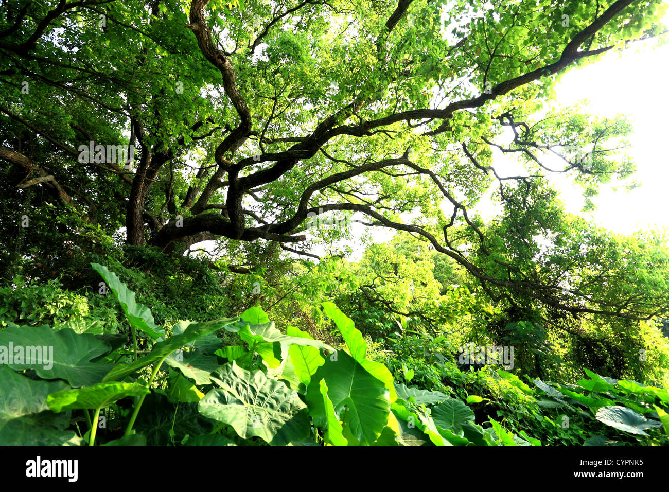 inside the forest Stock Photo - Alamy