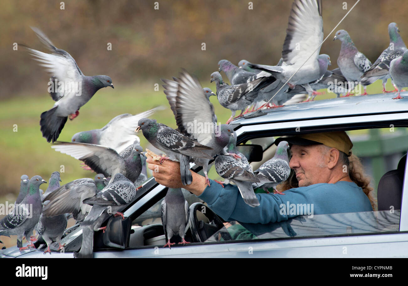 Nov. 8, 2012 - Roseburg, Oregon, U.S - TOM YEGGE feeds bread to dozens ...