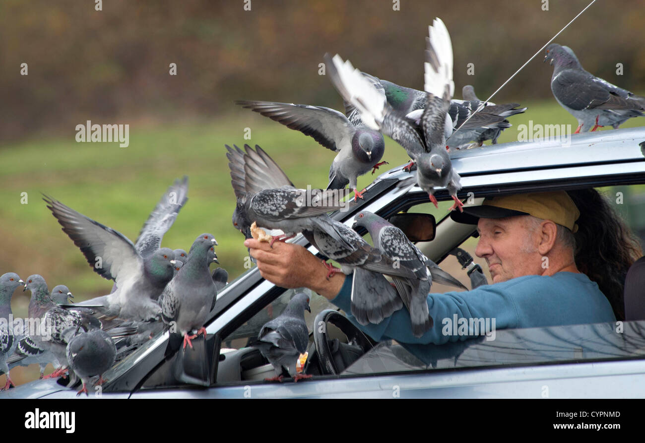 Nov. 8, 2012 - Roseburg, Oregon, U.S - TOM YEGGE feeds bread to dozens ...