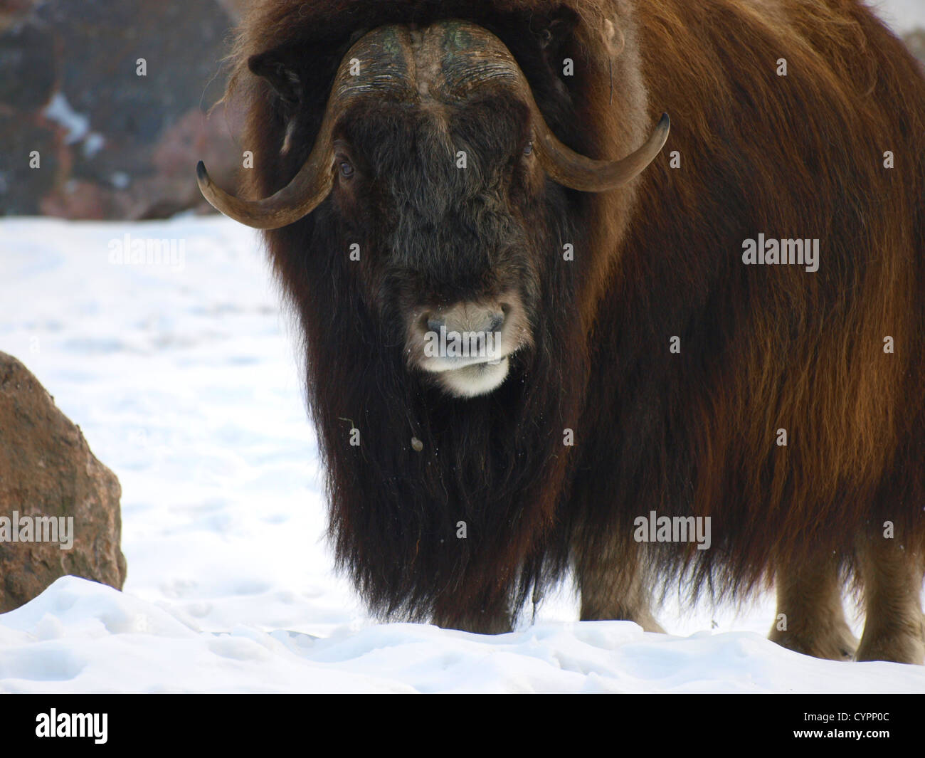 Greenland musk ox hi-res stock photography and images - Alamy