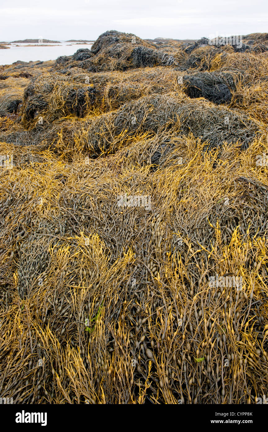 Seaweed on rocks on Isle of Tiree, Inner Hebrides Scotland Stock Photo ...