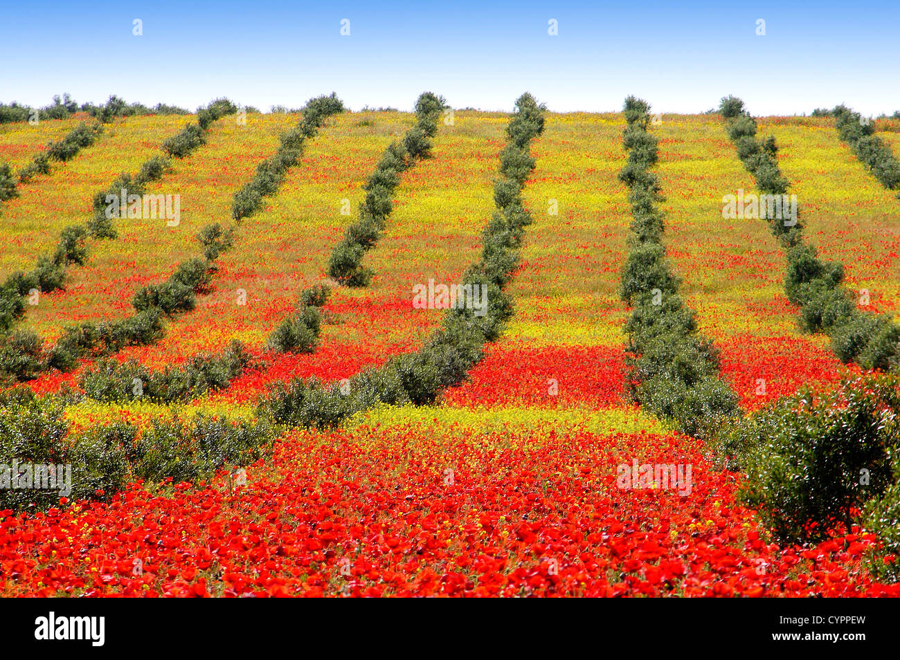 poppy field in the province of Seville Andalusia Spain campo de ...