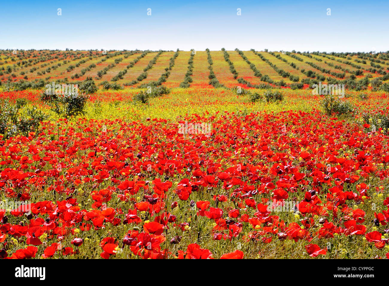 poppy field in the province of Seville Andalusia Spain campo de ...