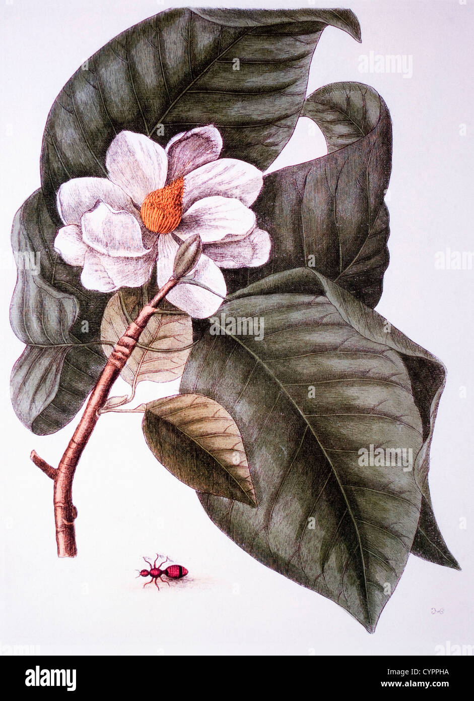 Hand colored etching hi-res stock photography and images - Alamy