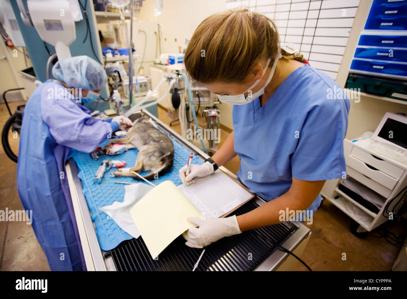 Female veterinarians perform surgery on a small dog Stock Photo - Alamy