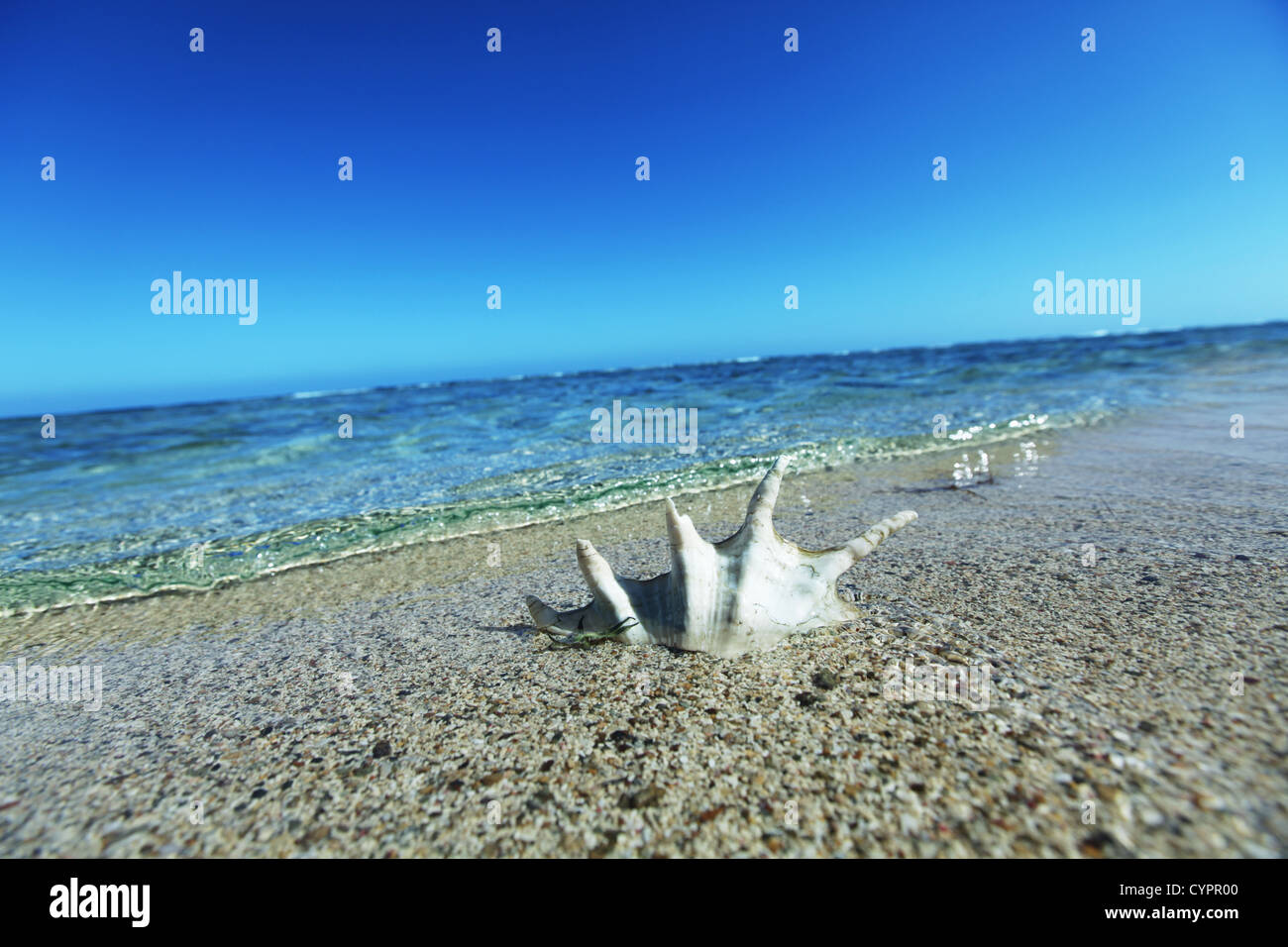 Pearly shells hi-res stock photography and images - Alamy