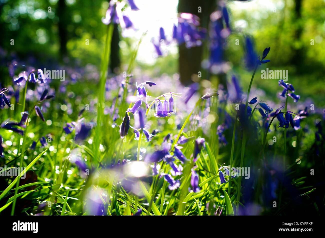 Bluebell field hi-res stock photography and images - Alamy