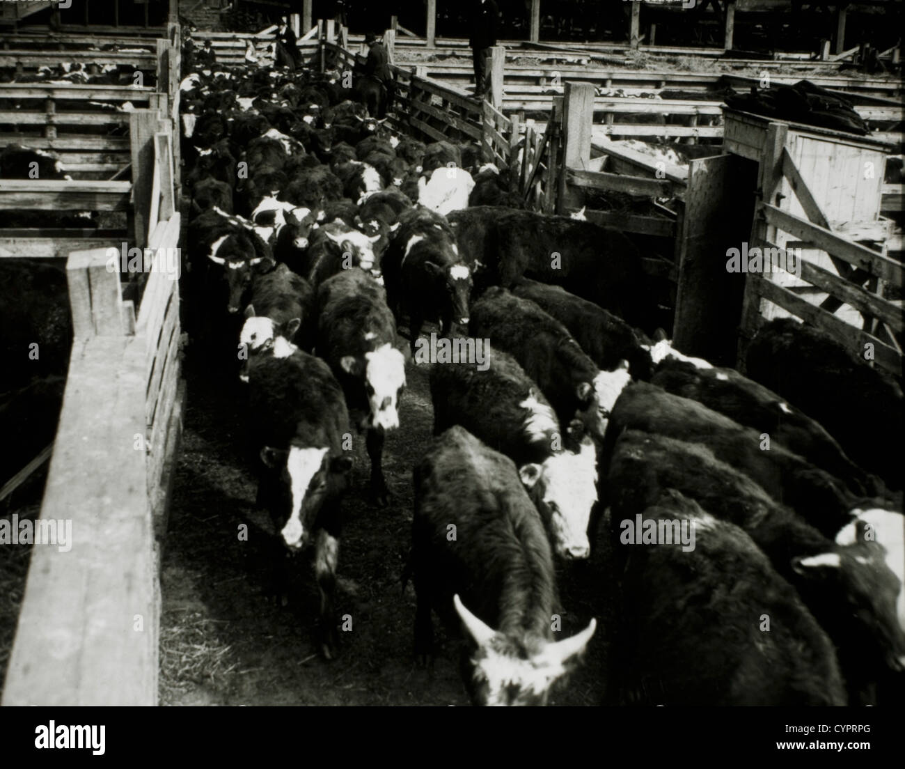Cattle at Stockyards, Chicago, Illinois, USA, 1944 Stock Photo - Alamy