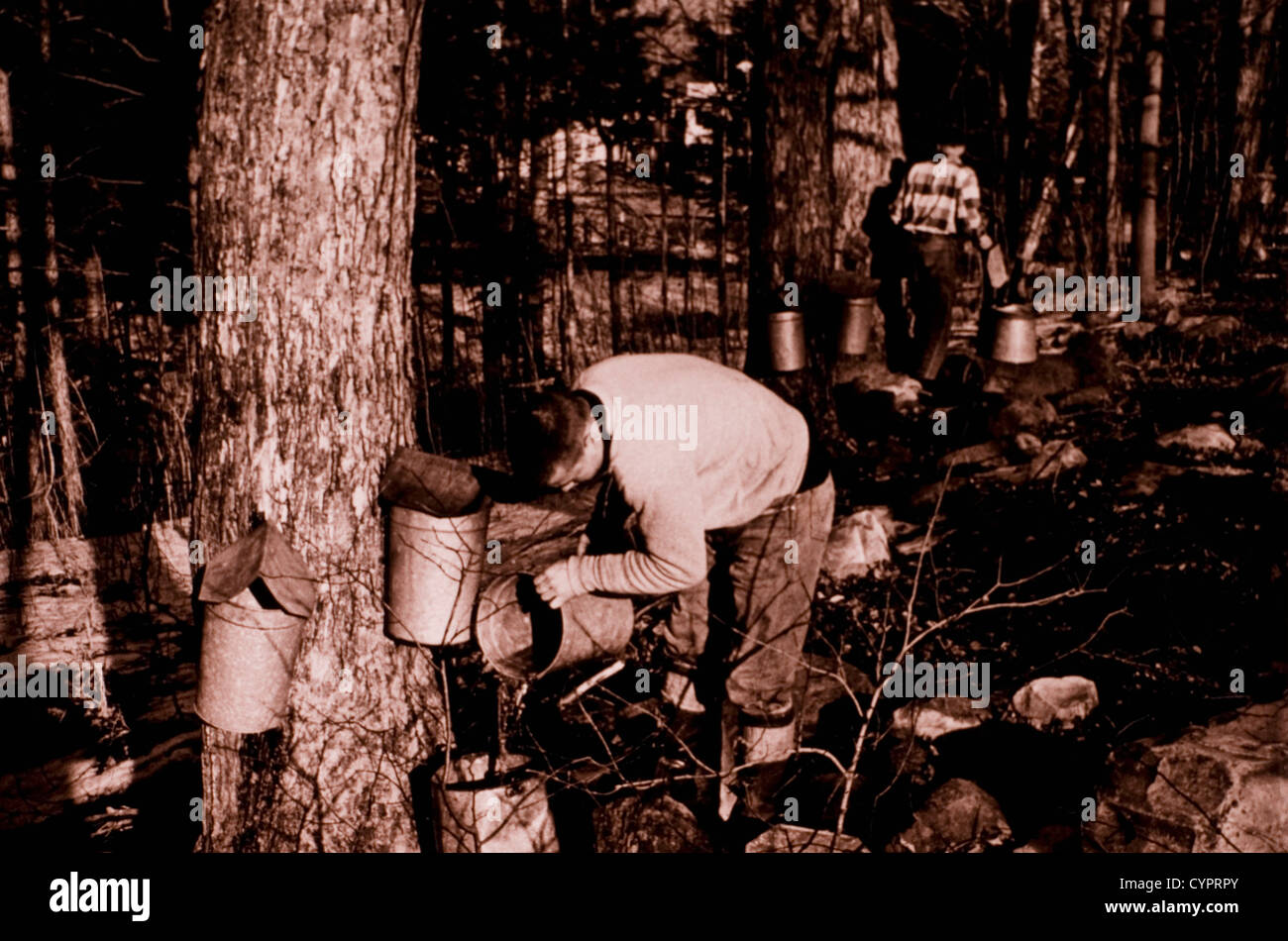 Two Men Tapping Maple Sugar Trees, Connecticut, USA, 1965 Stock Photo ...