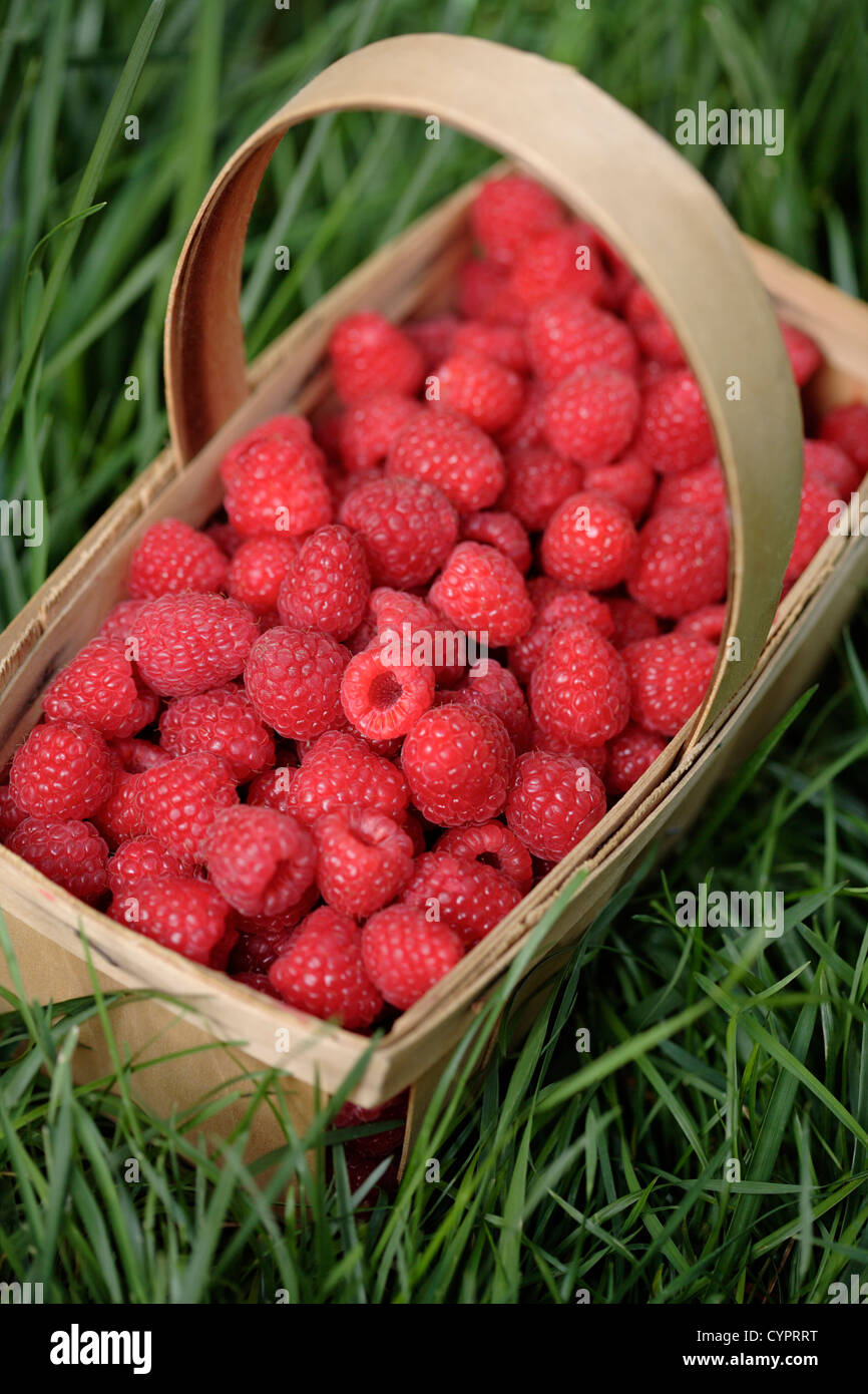 Fresh, red raspberries in basket Stock Photo - Alamy