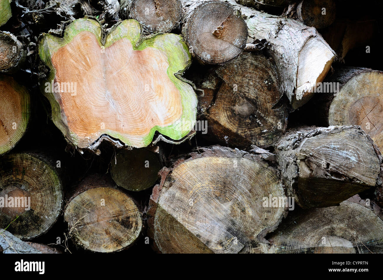 Logs having been chopped down and piled up after deforestation Stock ...
