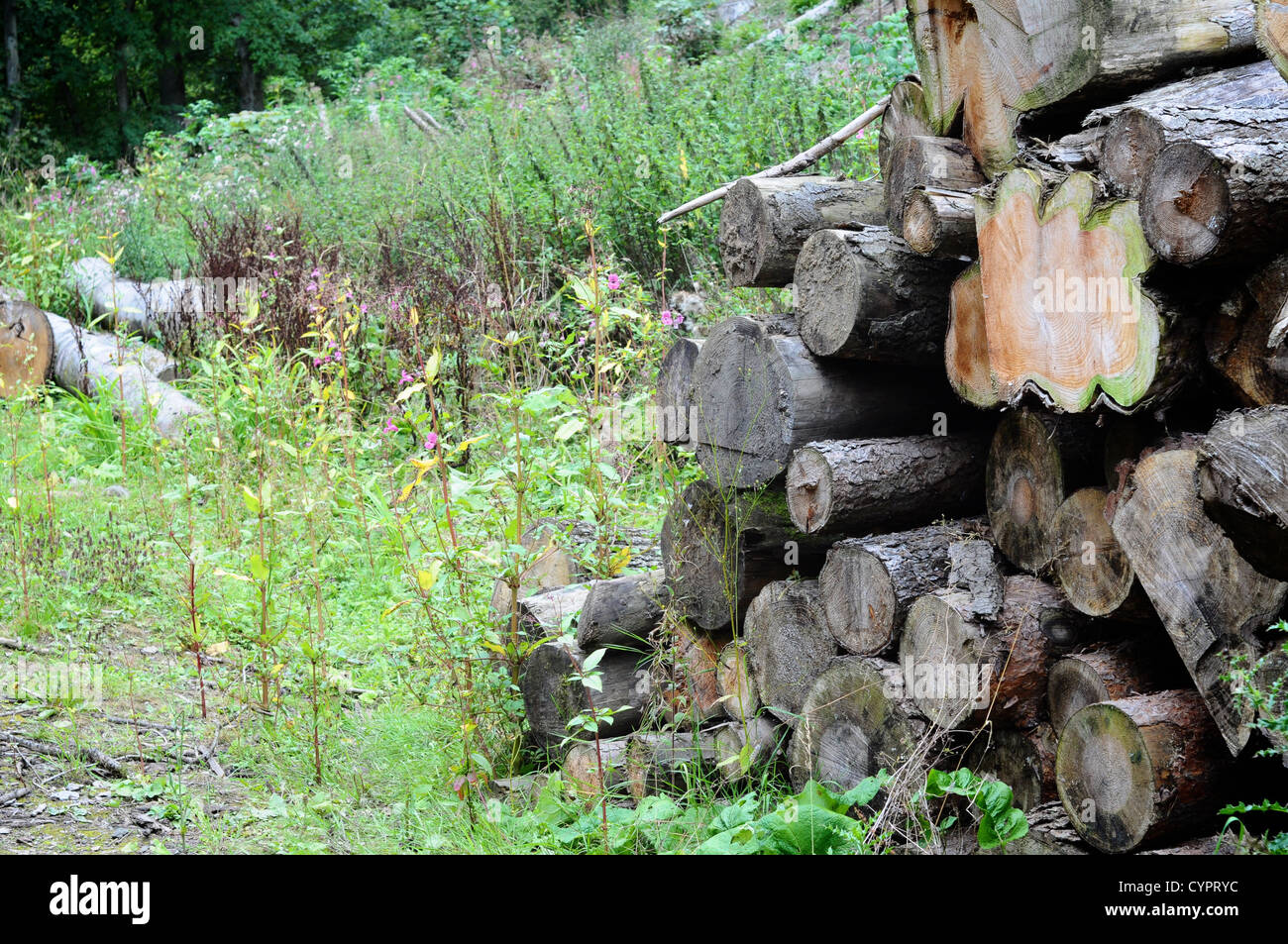 Logs having been chopped down and piled up after deforestation Stock ...