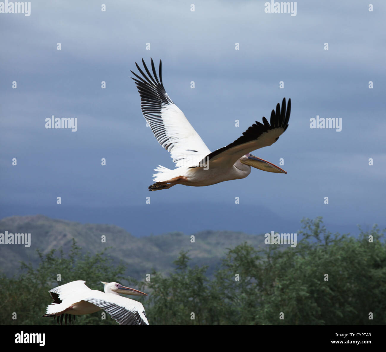 Flting by hi-res stock photography and images - Alamy