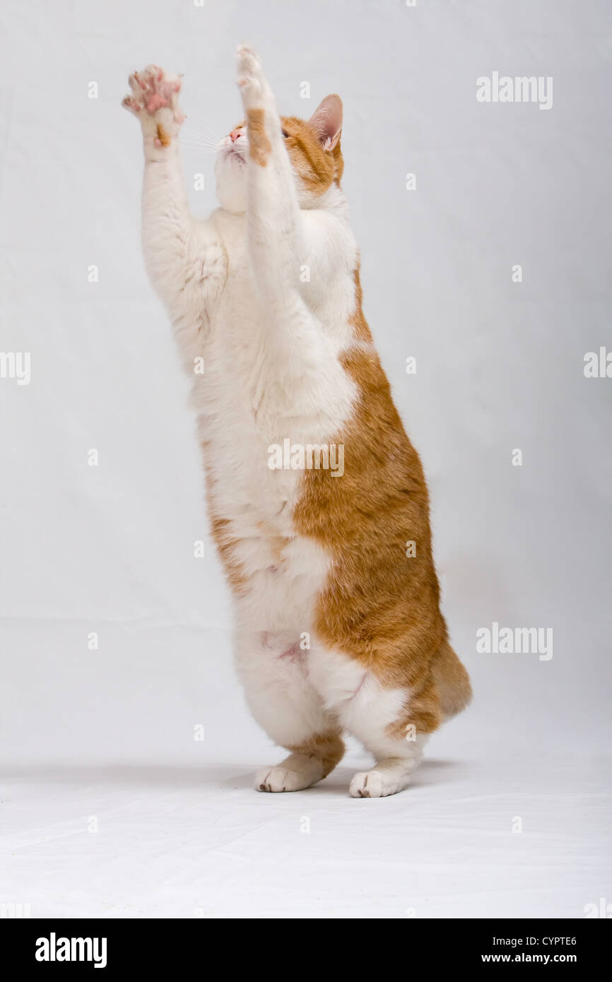 Cat grab hi-res stock photography and images - Alamy