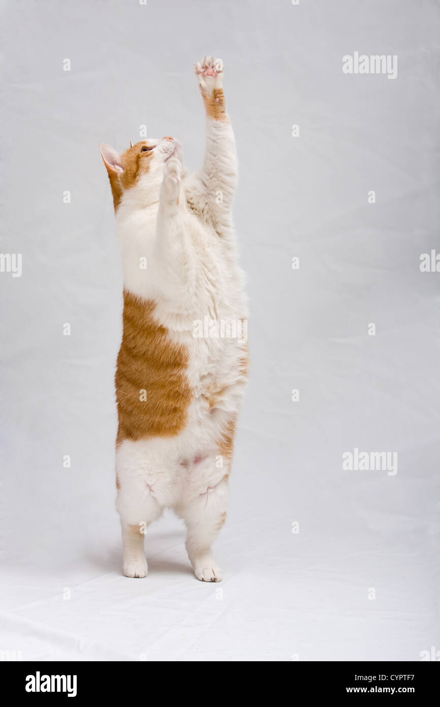 White with orange cat standing and trying to grab something, isolated ...
