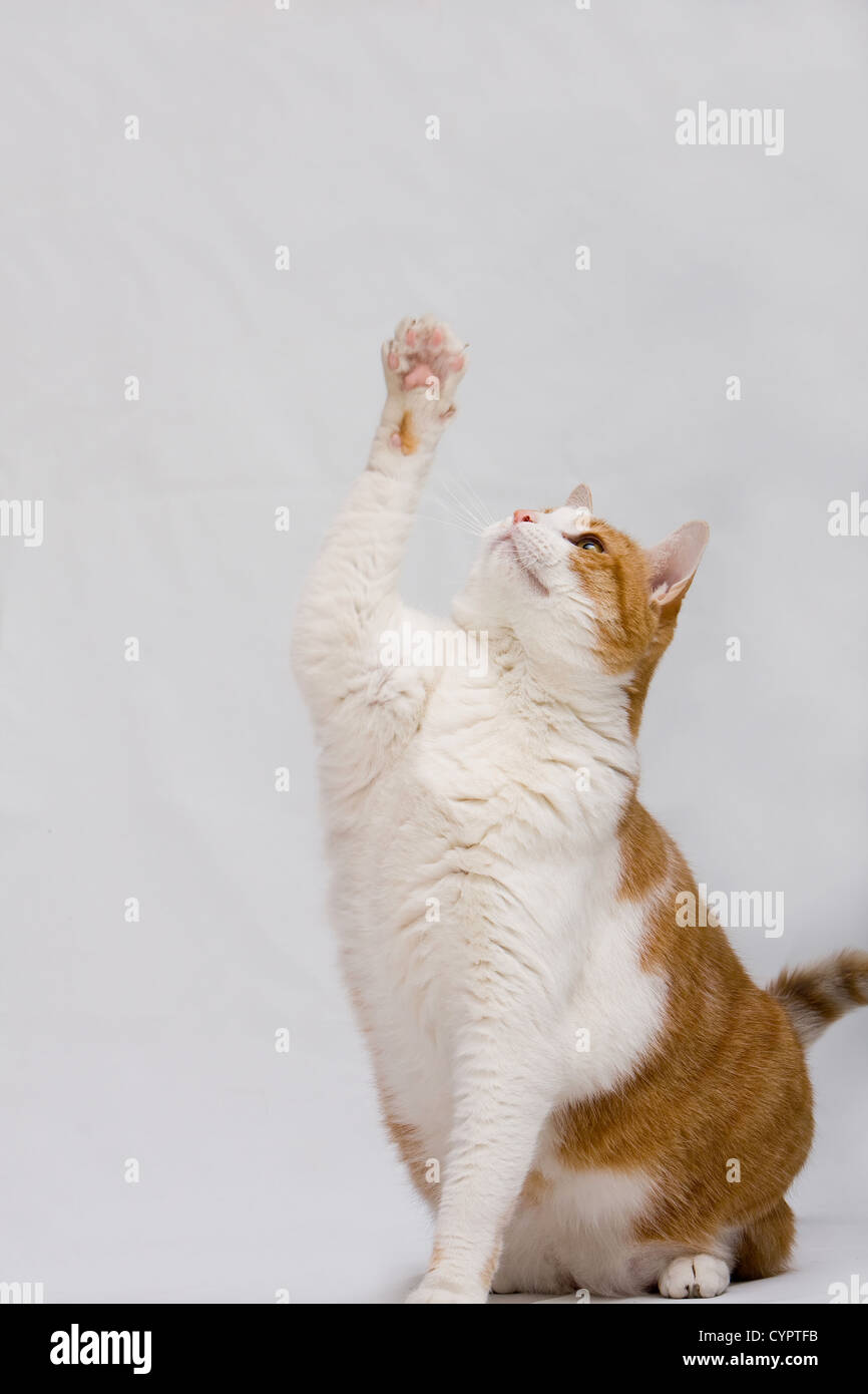 White orange cat hi-res stock photography and images - Alamy