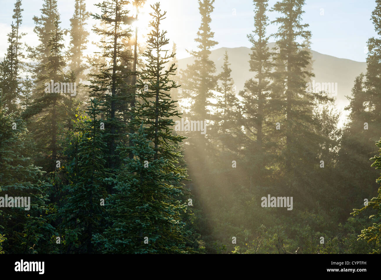Sunny beams in forest Stock Photo - Alamy