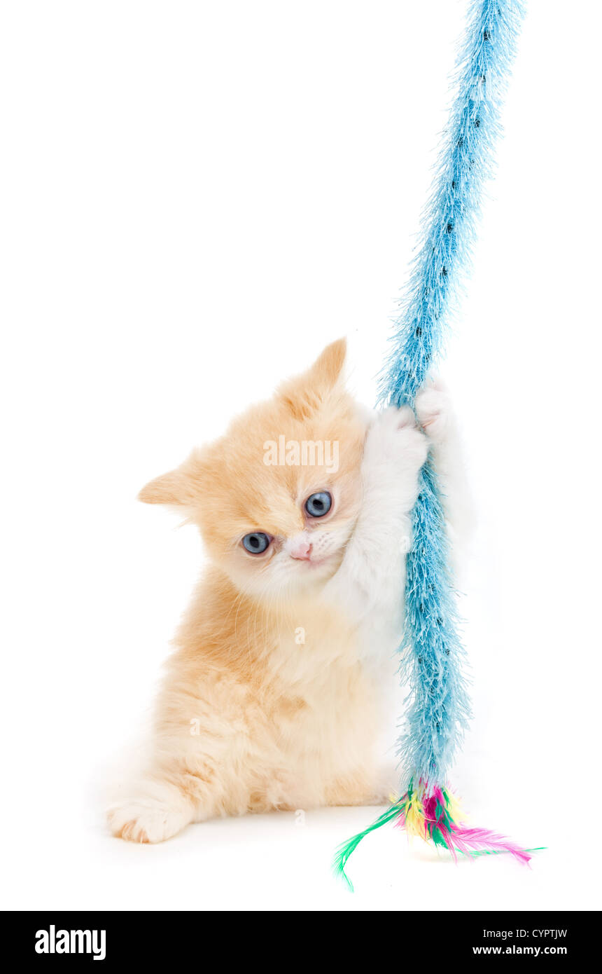 Cute little cat holding Cut Out Stock Images & Pictures - Alamy