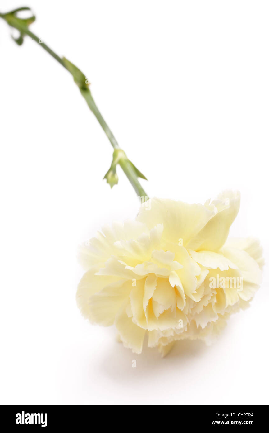 Mother day flower Cut Out Stock Images & Pictures - Alamy