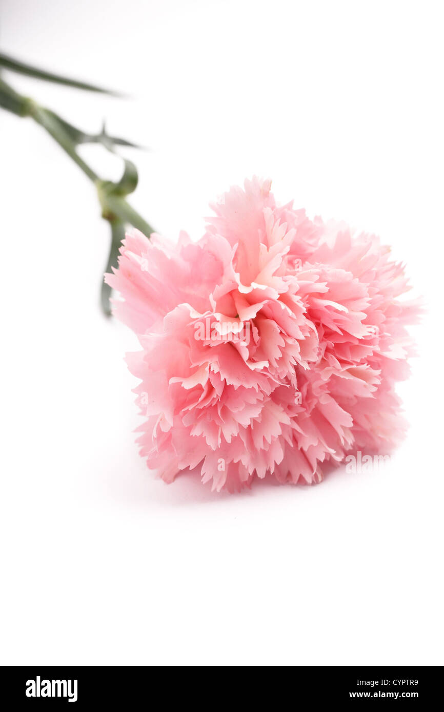 carnation, pink color Stock Photo - Alamy