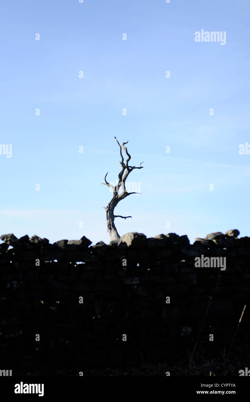An abstract tree branch protruding from a wall in front of a bright ...