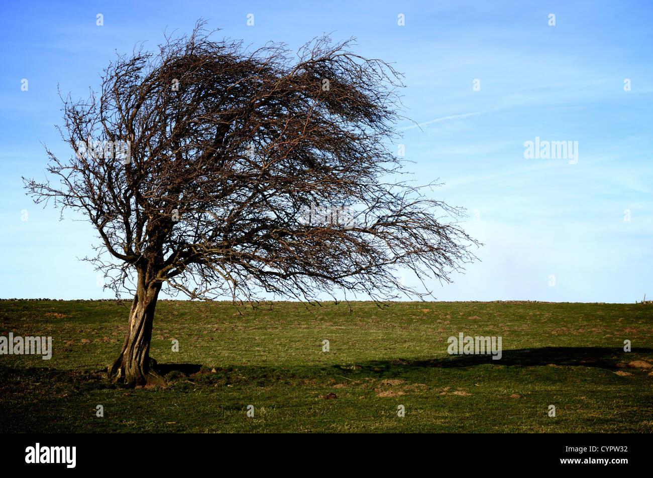 Windswept moor hi-res stock photography and images - Alamy