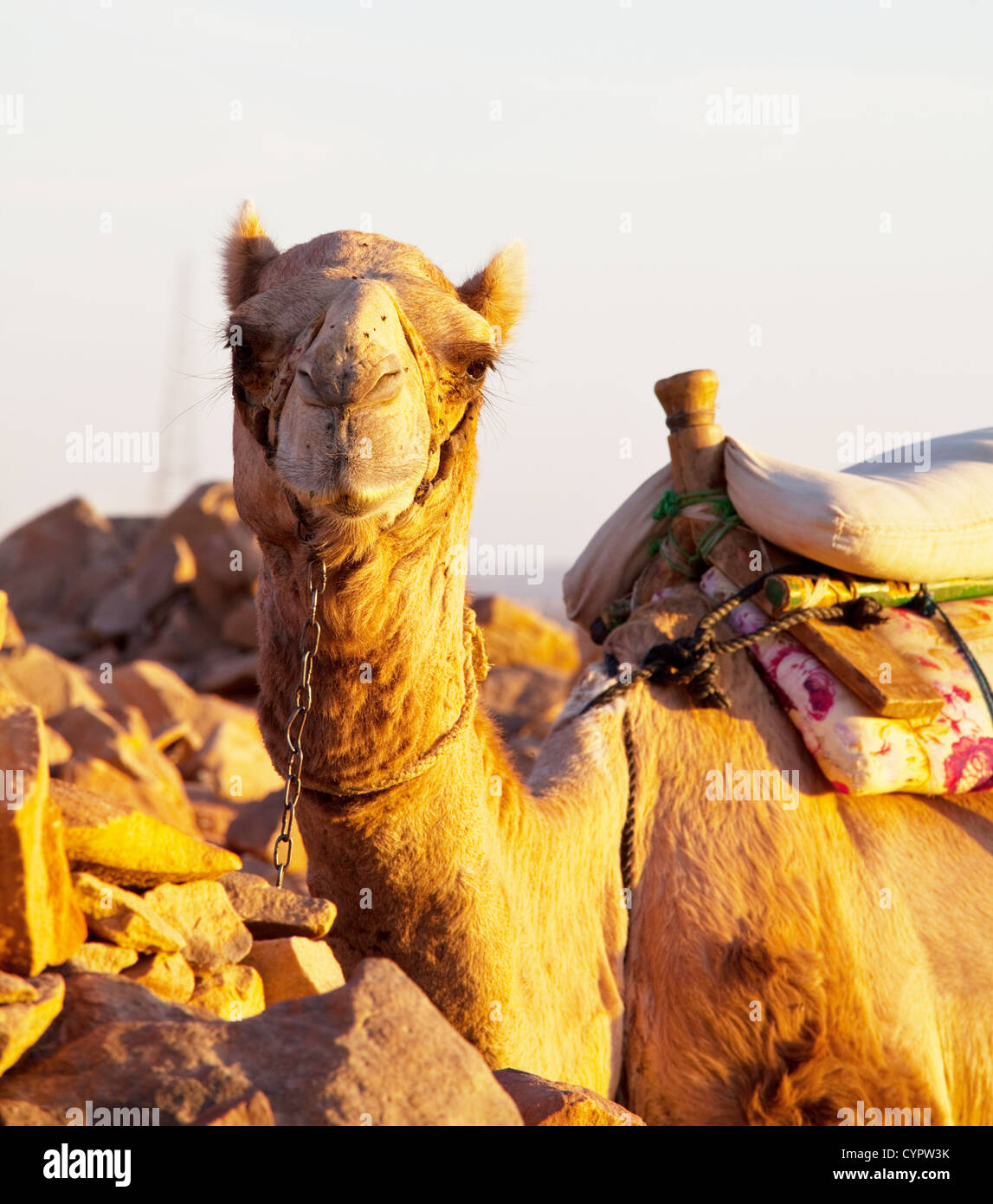 Camel on Tomb ruins Stock Photo - Alamy