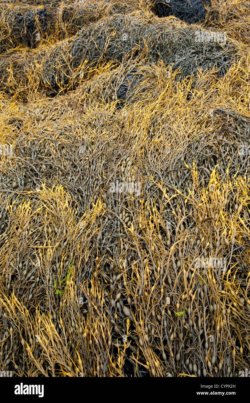 Seaweed on rocks hi-res stock photography and images - Alamy