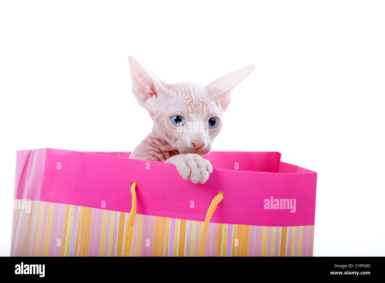Cute adorable sphinx kitten in a playful mode Stock Photo - Alamy