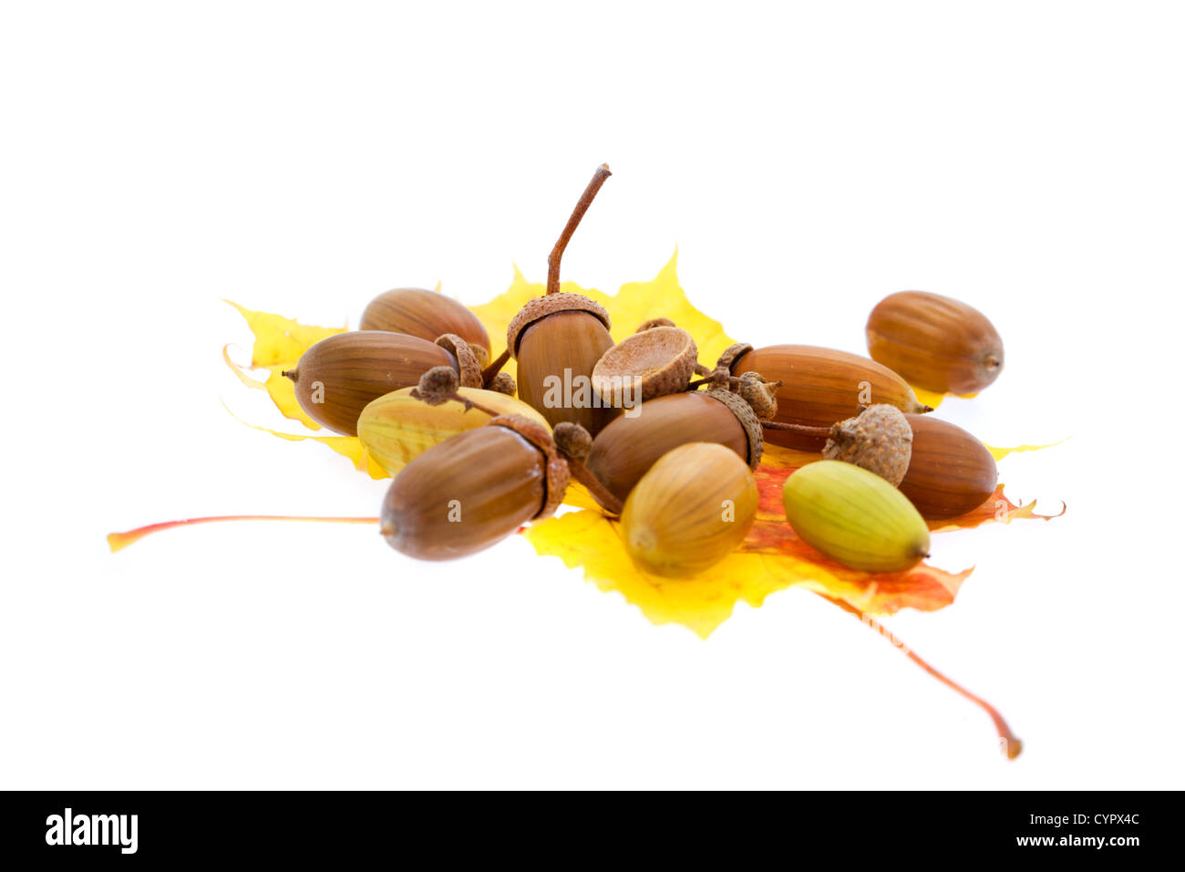 Set of maple leaf hi-res stock photography and images - Alamy