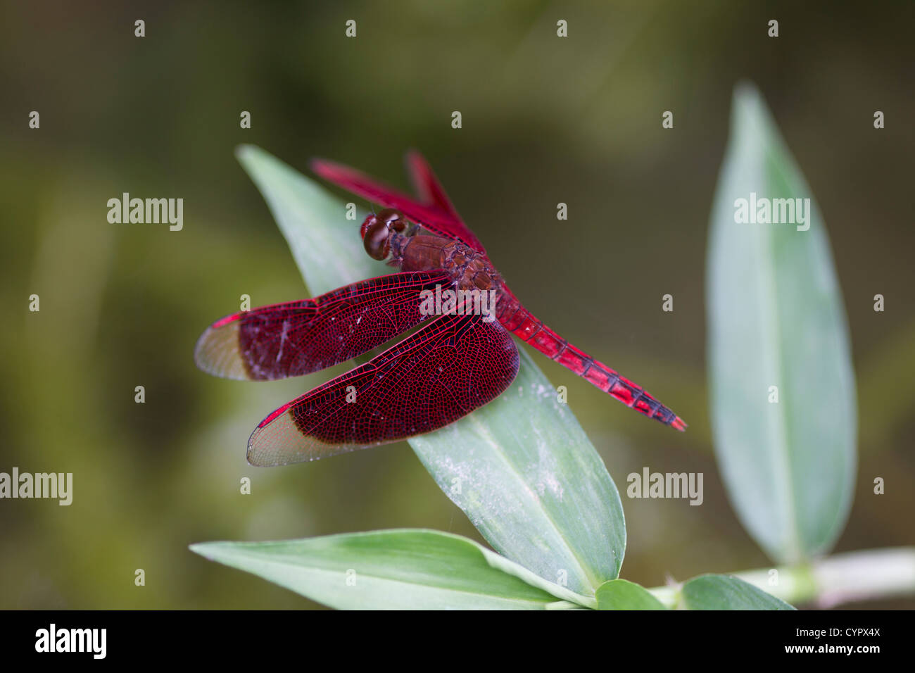 Red coloured dragonfly resting on foliage Stock Photo - Alamy