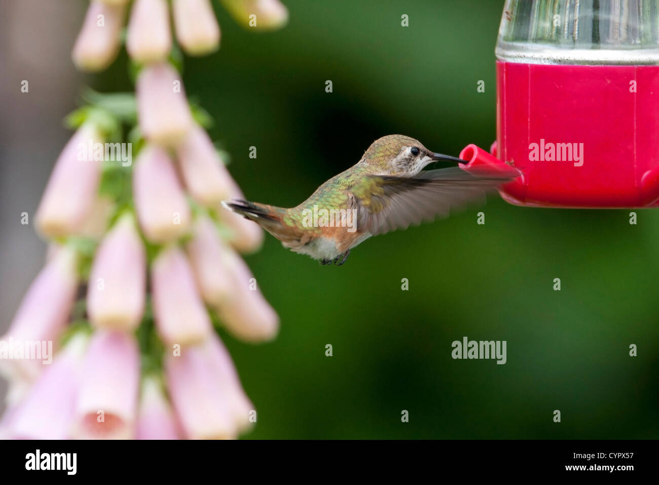 Rufous Hummingbird (Selasphorus rufus) female feeding from a ...
