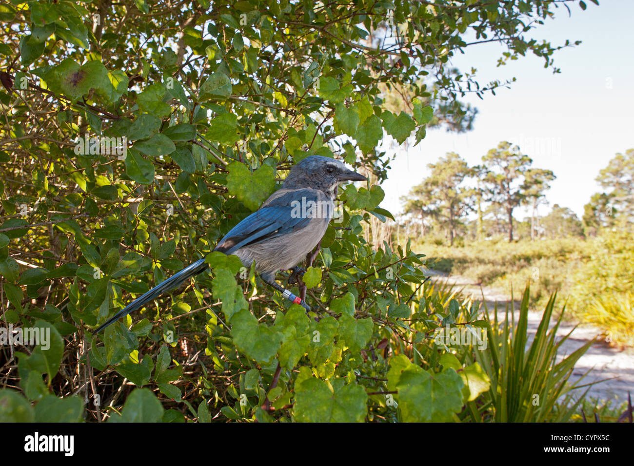 Florida Scrub Jay perching in Nature Stock Photo - Alamy
